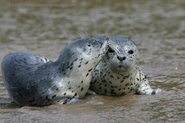 Marine Mammals | Northcoast Marine Mammal Center