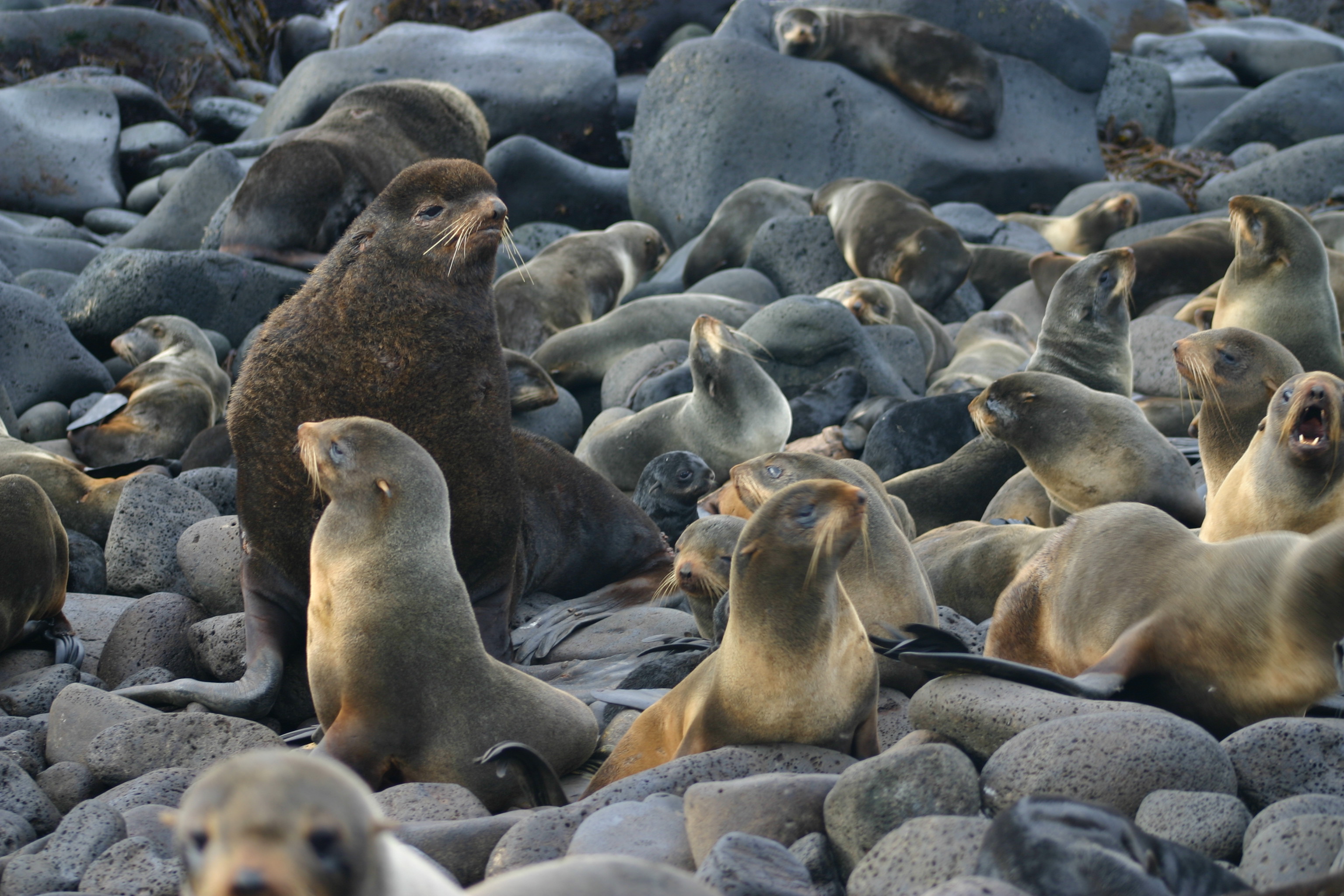 Marine Mammals | Northcoast Marine Mammal Center