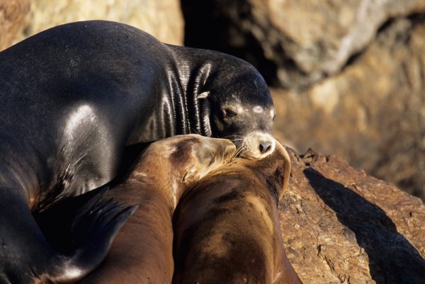 Marine Mammals | Northcoast Marine Mammal Center